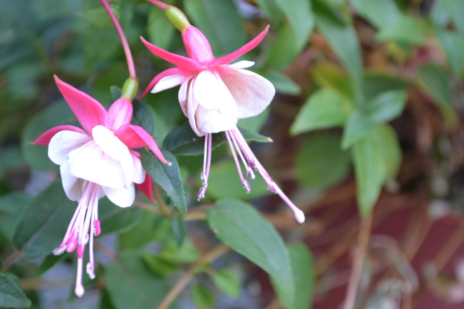 My Painted Garden: Painting Fuchsias