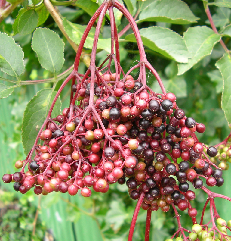 Kewmarnic Cottage Cookbook: Scrumpy Scroodles