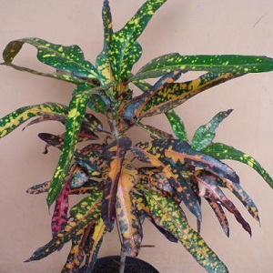 Tanaman Puring (Codiaeum variegatum) - Ganesha Flora Bali