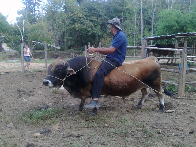 SÍTIO MORADA DAS AVES: Mini Touro "Cazuza" Manso de Sela