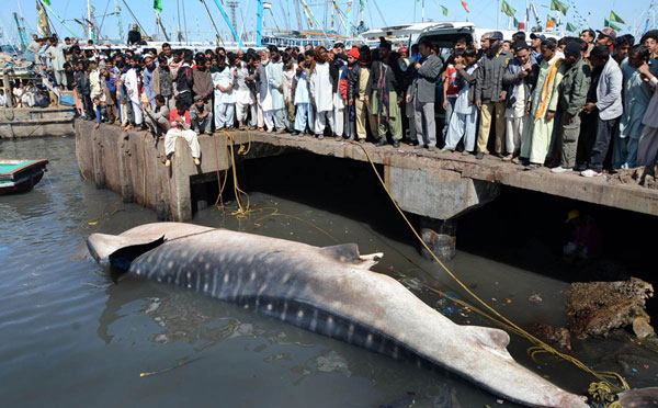 60 Feet Long Dead Whale Found In Karachi Sea Photo - Photos Blog ...