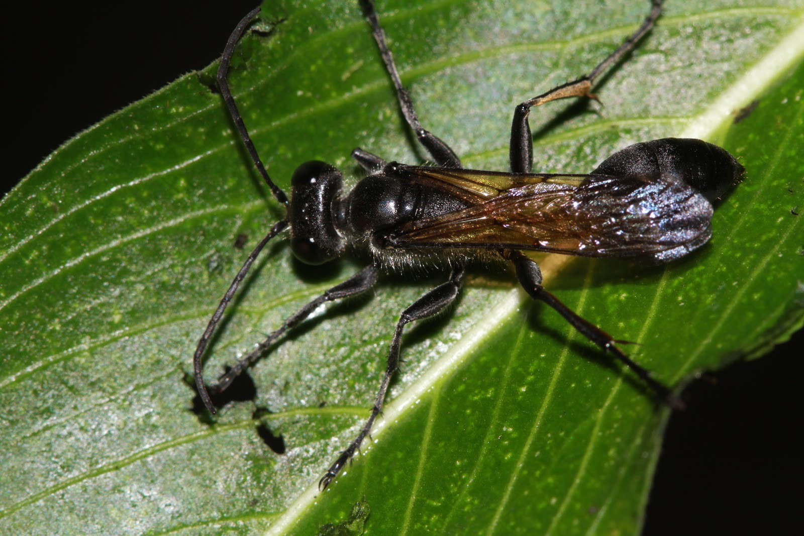 細腰蜂科: Sphecidae sp.02