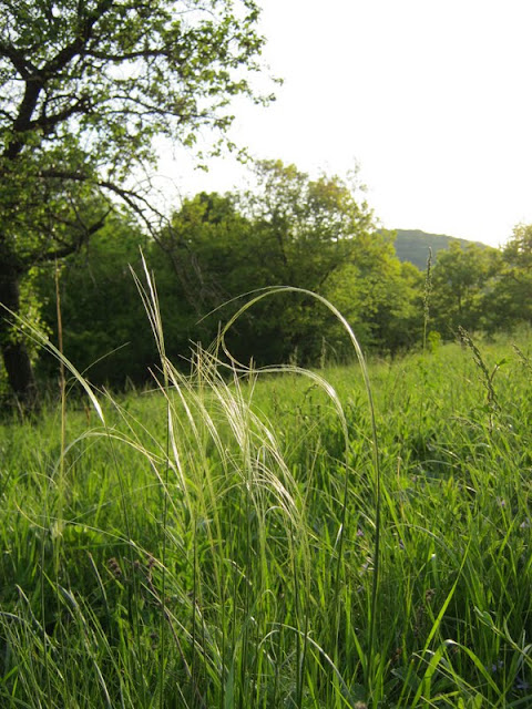 Country inside: Comorile ascunse ale Dobrogei ~ part.I ~ Bujorii din ...