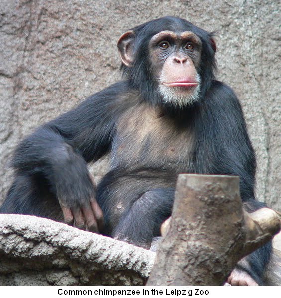 Sandwalk What s The Difference Between A Human And Chimpanzee 