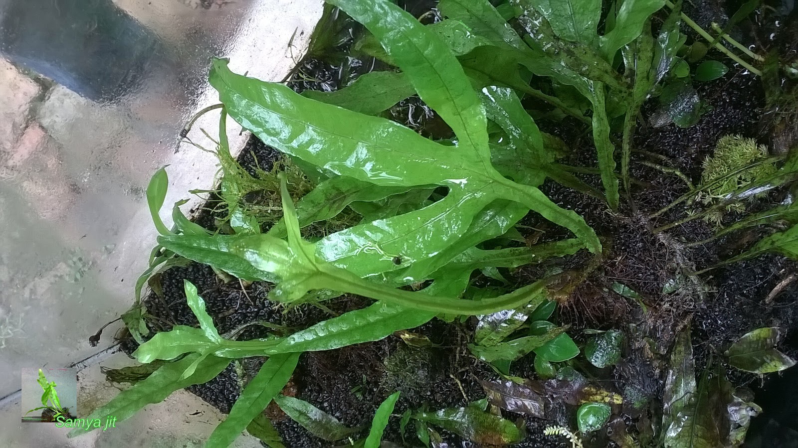 NATIVE AQUATIC: Microsorum pteropus(WB)