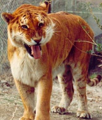 curiosidades: Tigon