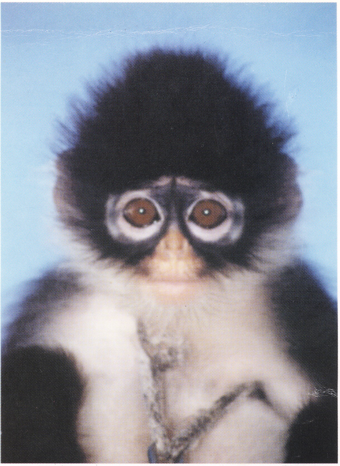 Natuna Bertuah: Binatang Khas Natuna yaitu Kekah (presbytis natunae)