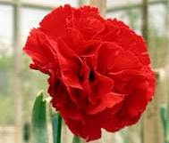 blog milik lia: Makna bunga dengan bulan kelahiran januari-maret