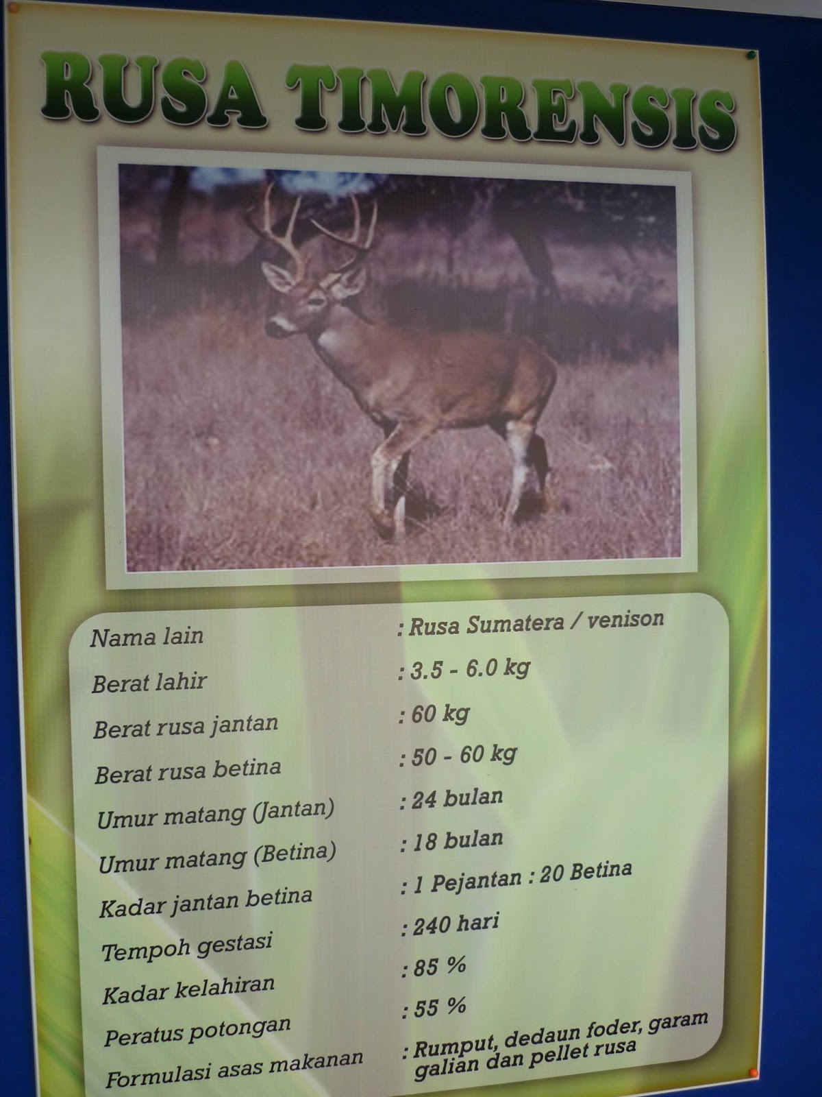 Ladang Rusa Permatang Sungkai Village: JENIS RUSA YANG DITERNAK DI ...