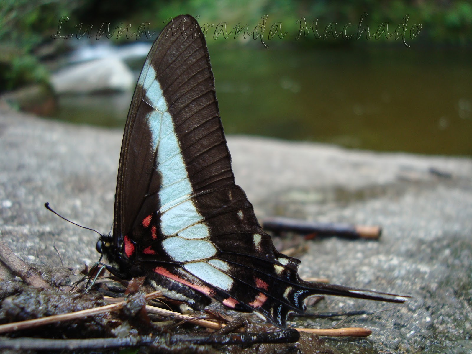 Haja hoje para tanto ontem!: Parides ascanius (Crammer, 1775)