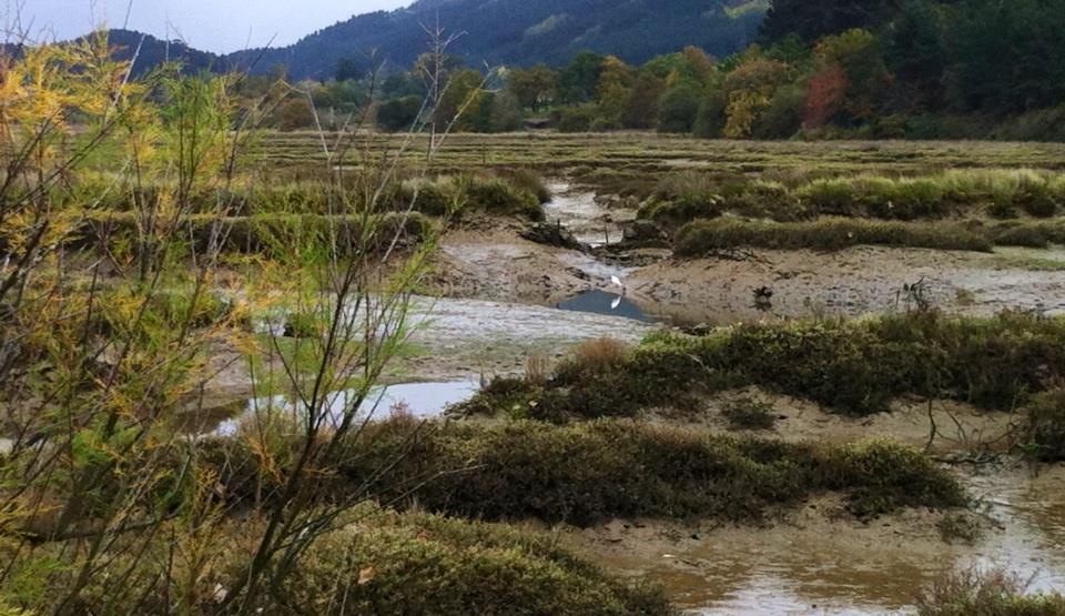 El txoko de Alberto Durana: El estuario del río Oka en Urdaibai