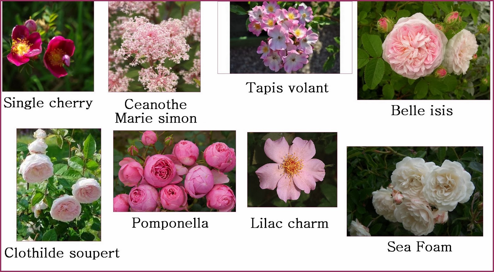 Notre jardin secret.: Rêves de roses 2