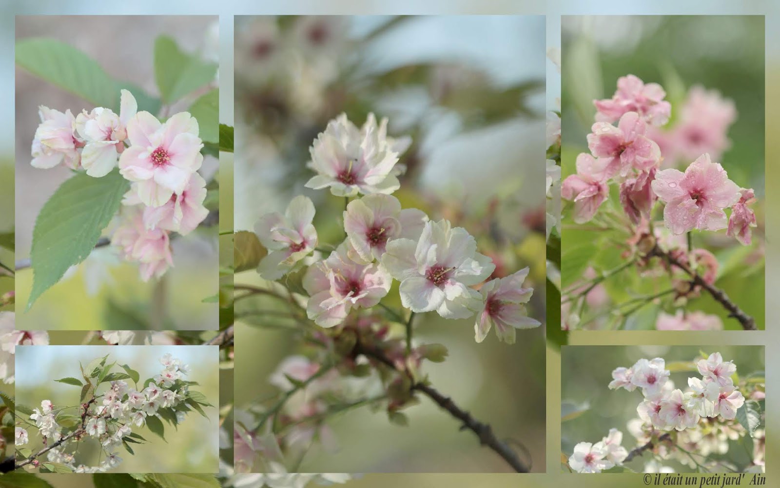 IL ETAIT UN PETIT JARD'AIN ...: FOCUS PRUNUS MALUS TRESORUS ...