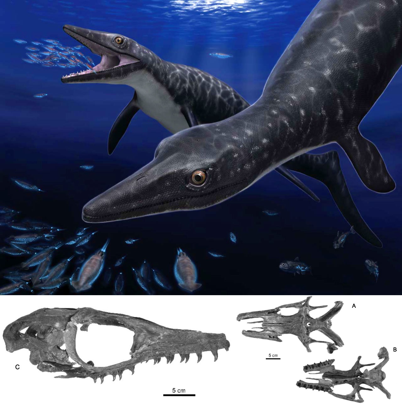 Species New to Science: [Paleontology • 2015] Phosphorosaurus ...
