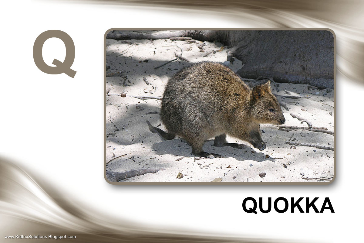 Kidtrix: Animals - ABC