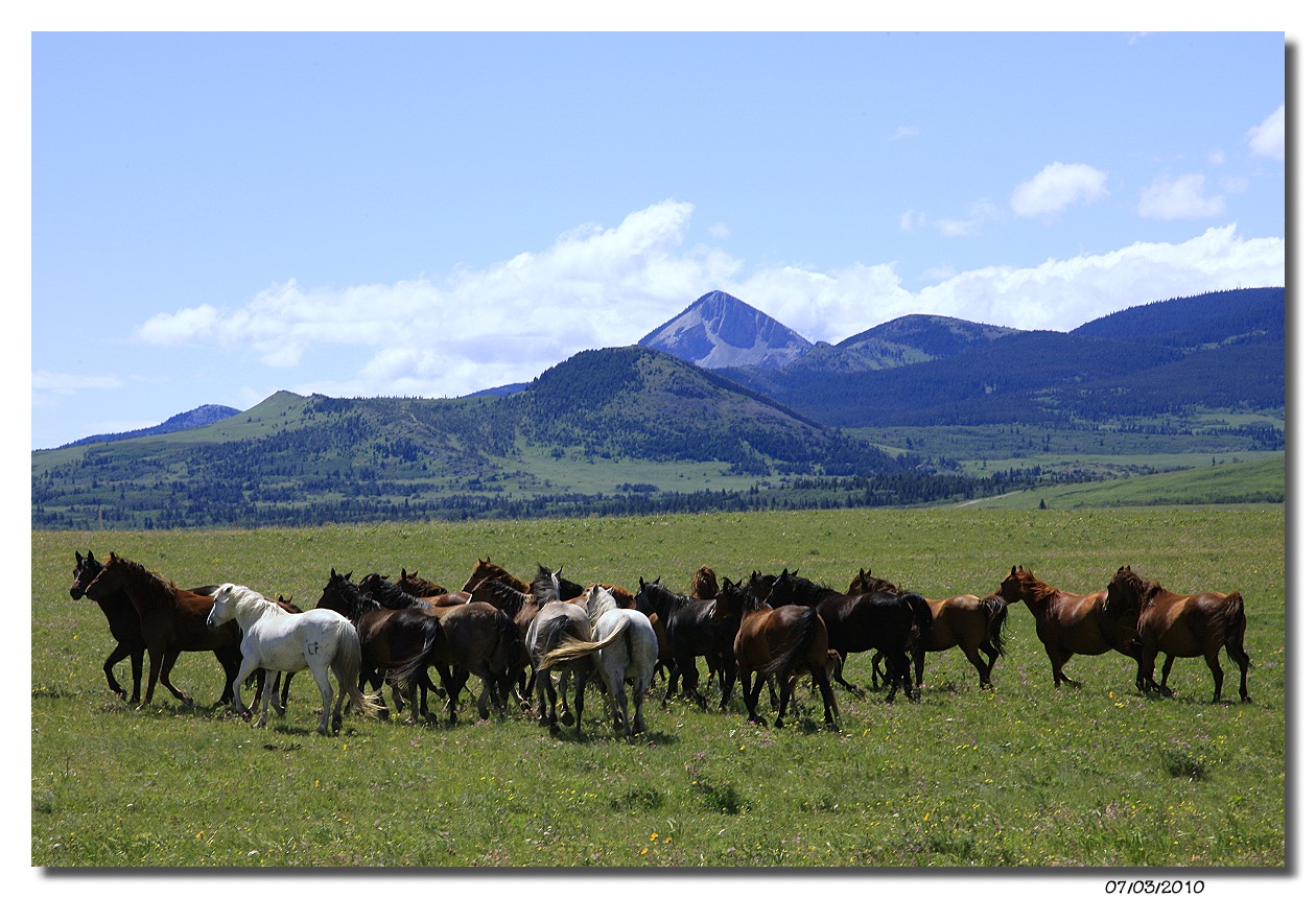 A Veterinarian's Take: Troubled Horses? Ask DrSid, equine behaviour ...