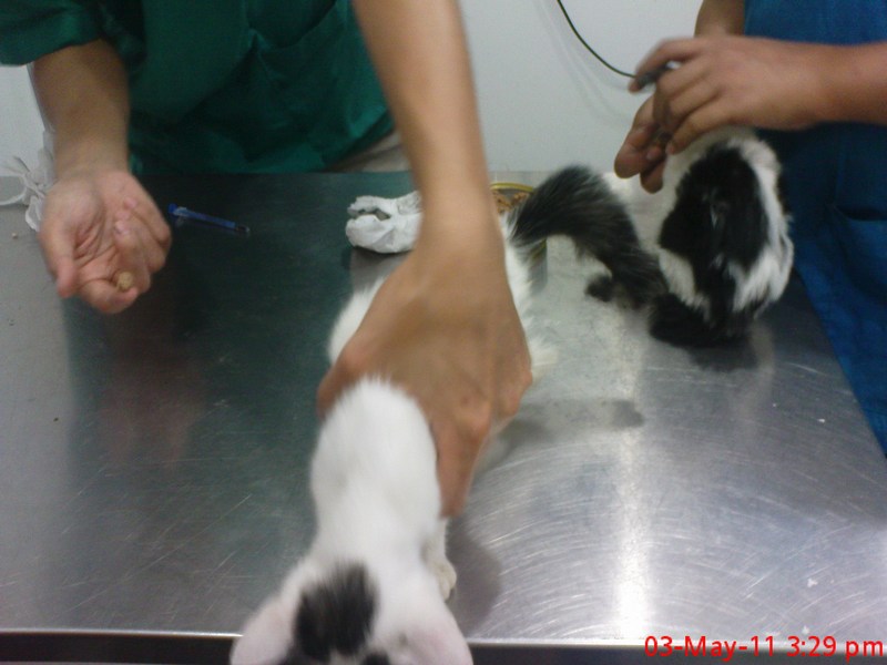 Medical treatment for Dina's DBKL rescued cats - AnimalCare