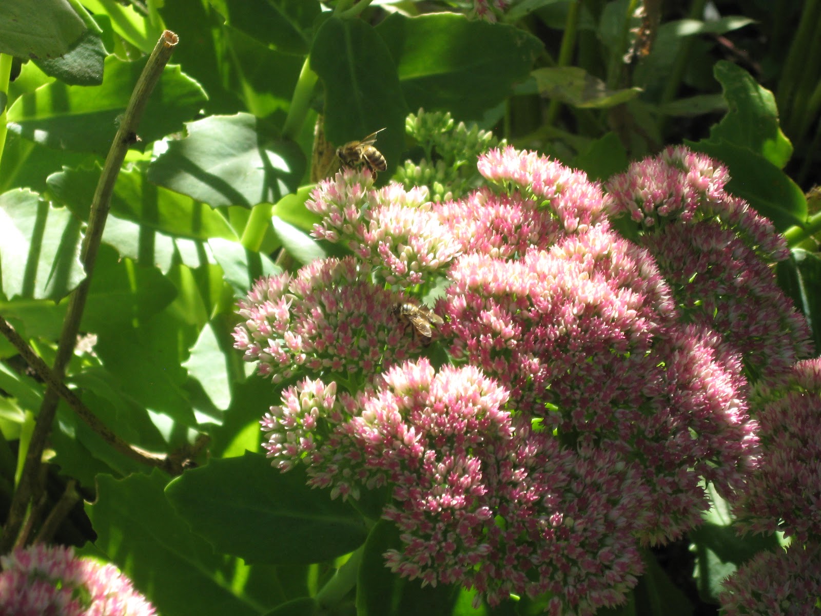 Strathcona Beekeepers' Library: Vancouver Bee Plants