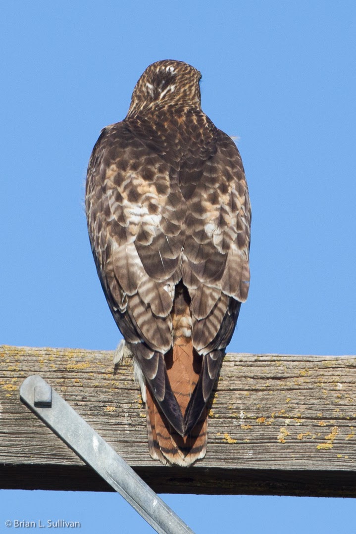Raptor Identification and Photography: "Eye spots" on hawks