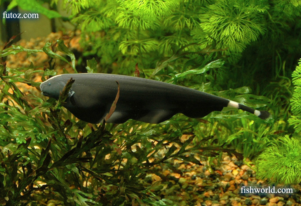 Black ghost knifefish | FISH WORLDs.com