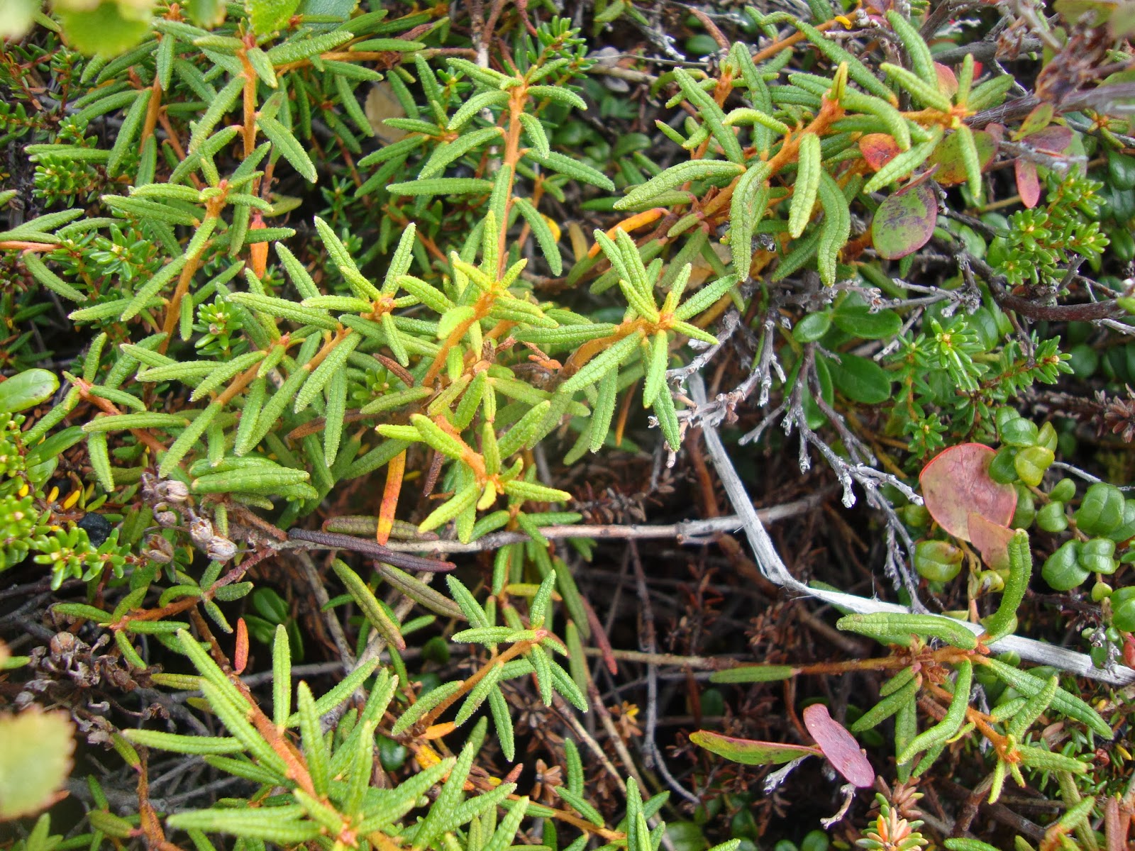 Nome, Alaska: How Does Your Garden Grow in Nome, Alaska?