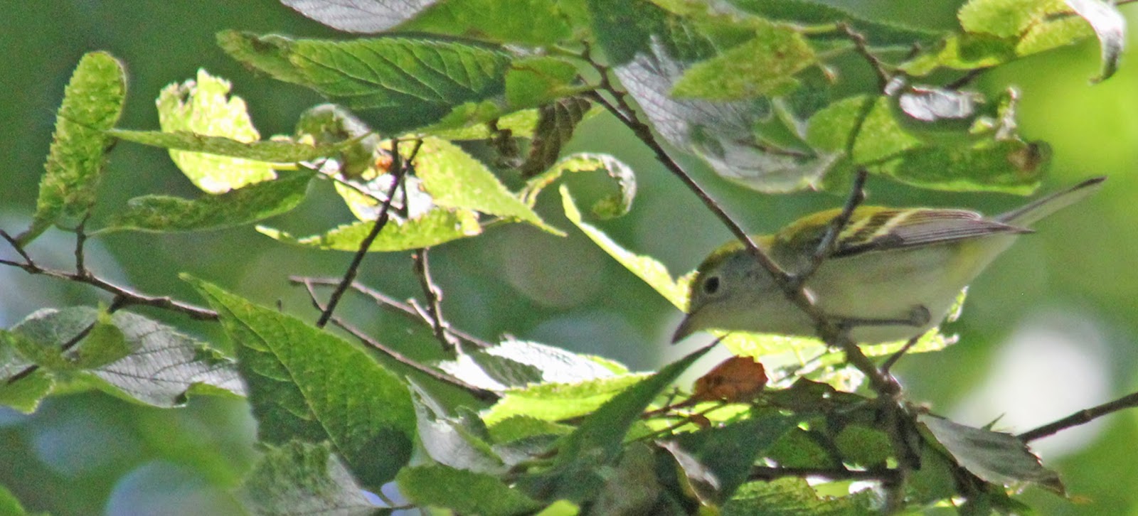 Northeast Iowa Birder: Fall Migration