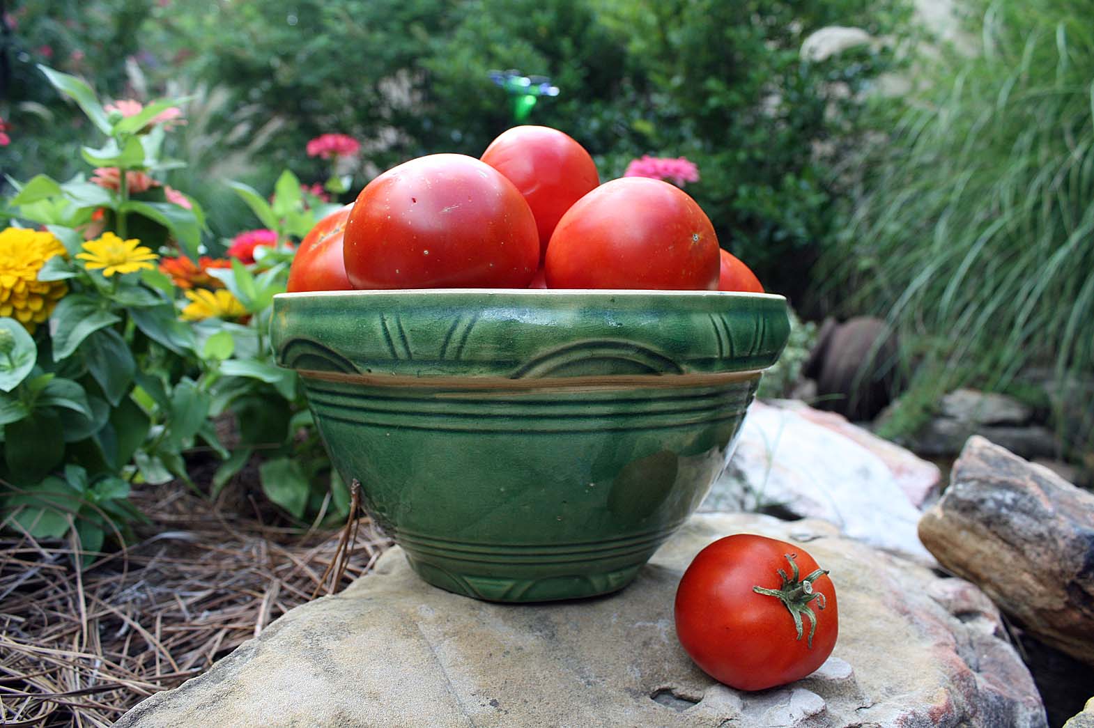 Southern Lagniappe: A Happy Little Tomato Patch