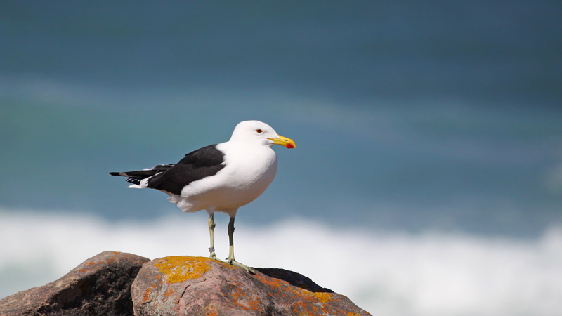 The Lazy Birder: Week 36 - Port Elizabeth (Eastern Cape)