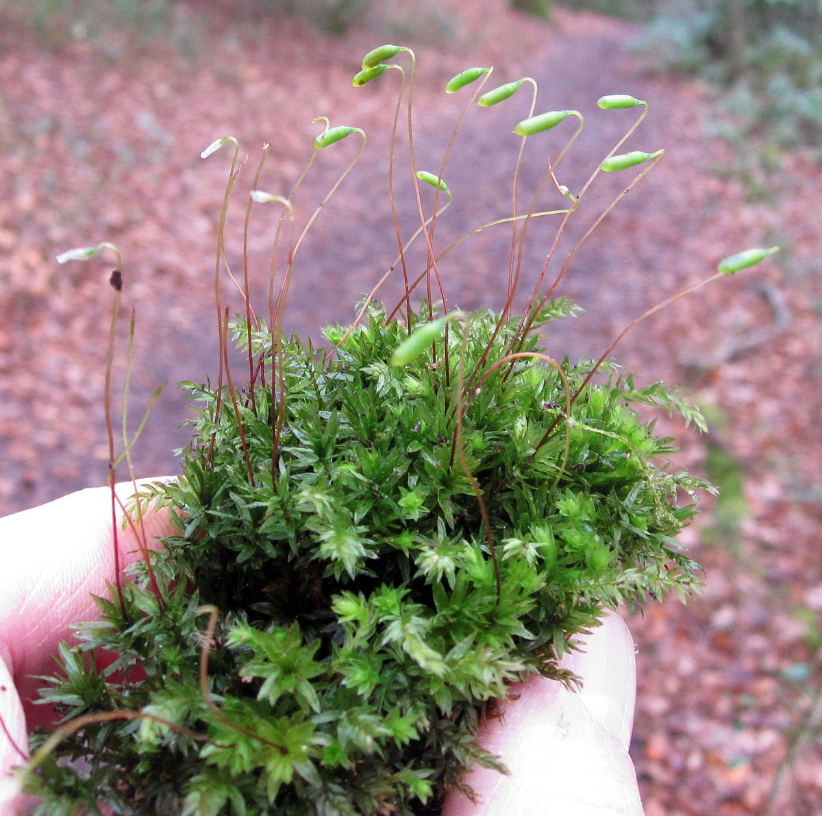 Toys Hill, March | Naturally