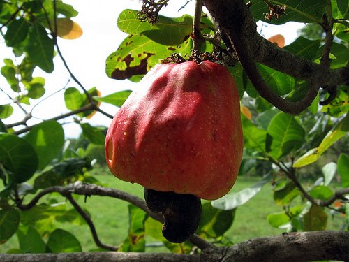 Onda Catracha: Frutas Tropicales De Honduras
