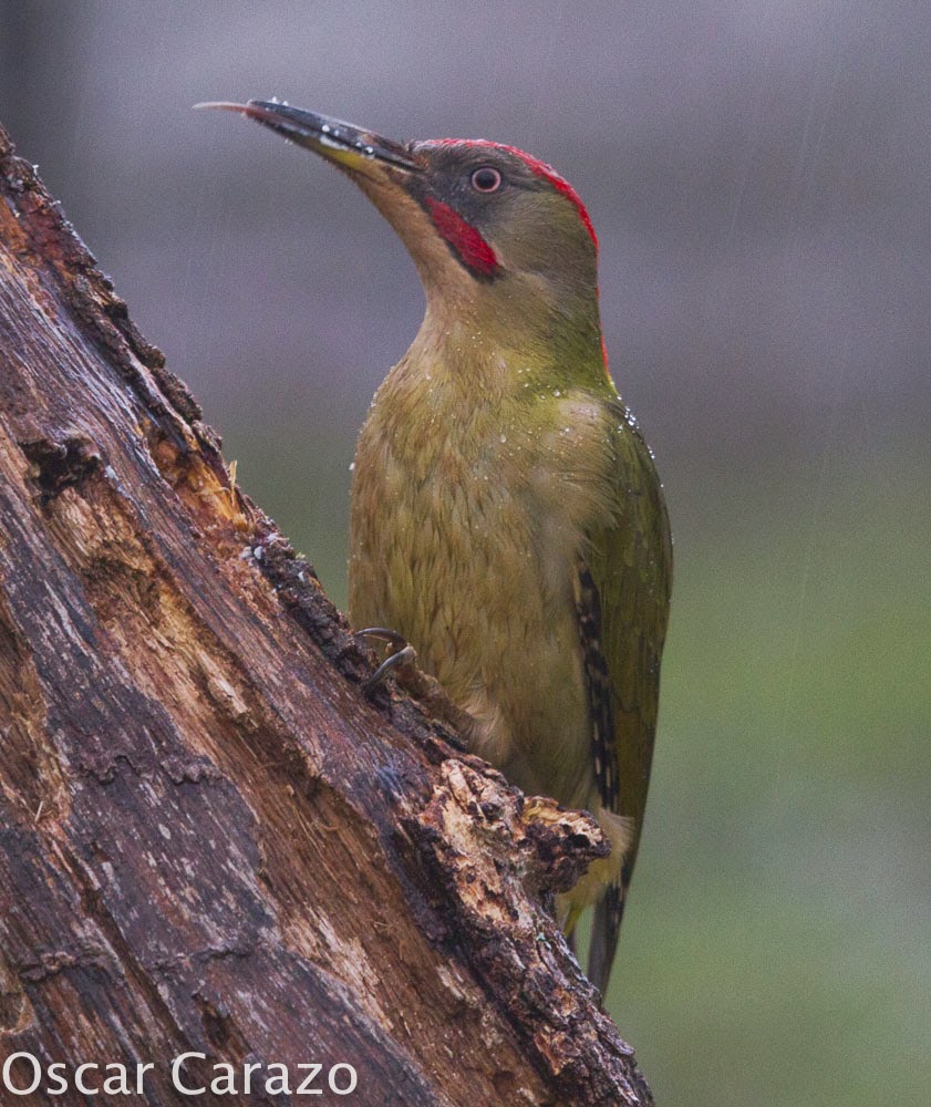 AVESANTURTZI: PITO REAL