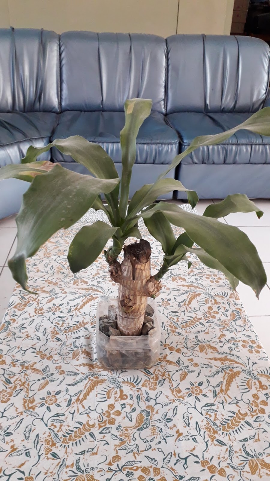 CARA MUDAH DAN SEDERHANA MENANAM TANAMAN HIAS DI MEJA TAMU | ANEKA ...