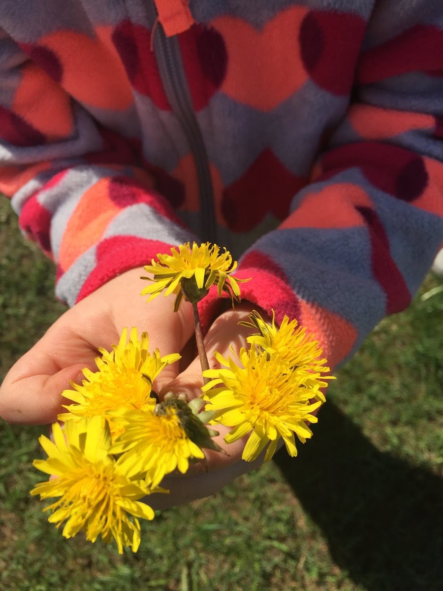 Dandelion Days in Kindergarten - Roots and Wings