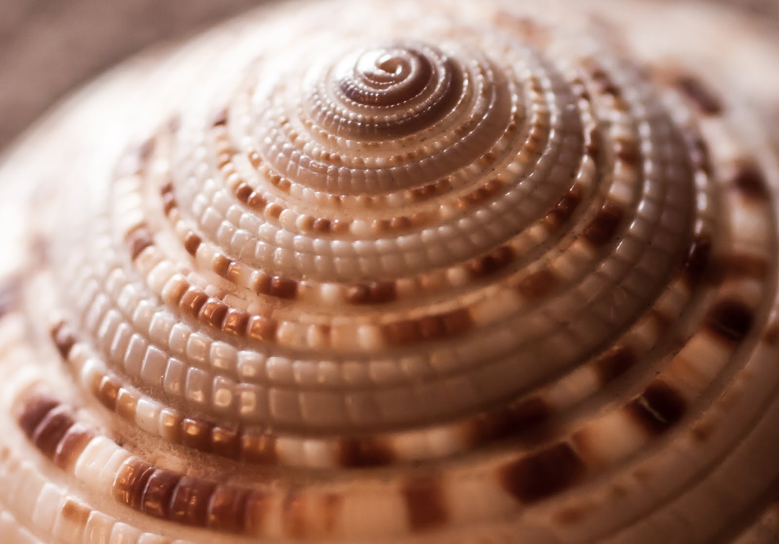 365 - A Photographic Journey: Day 77 - Swirly Shell