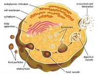 Fungsi Lisosom Pada Sel Hewan - Perumperindo.co.id