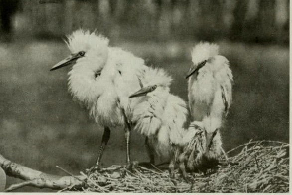 The First Oolong Oologist