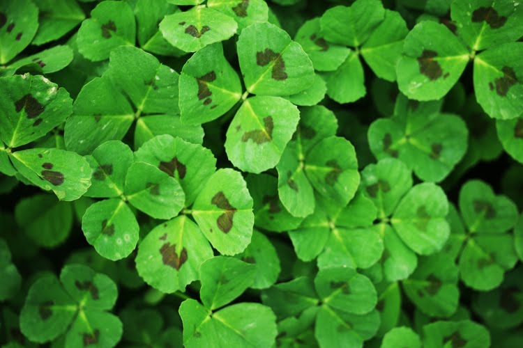 Urban patterns and matters: Nature patterns