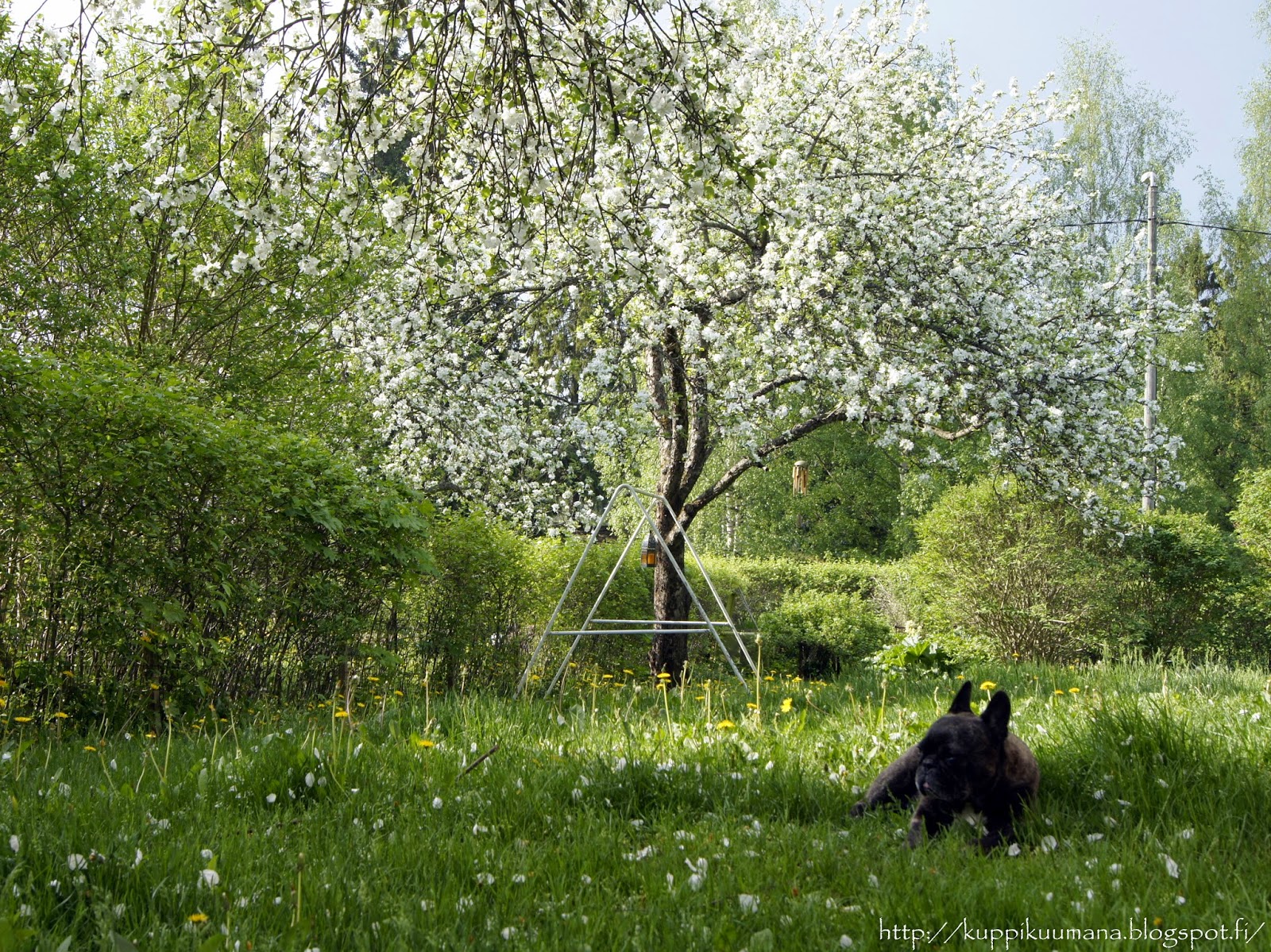 Ihan oikea blogi?: Omenapuu kukkii