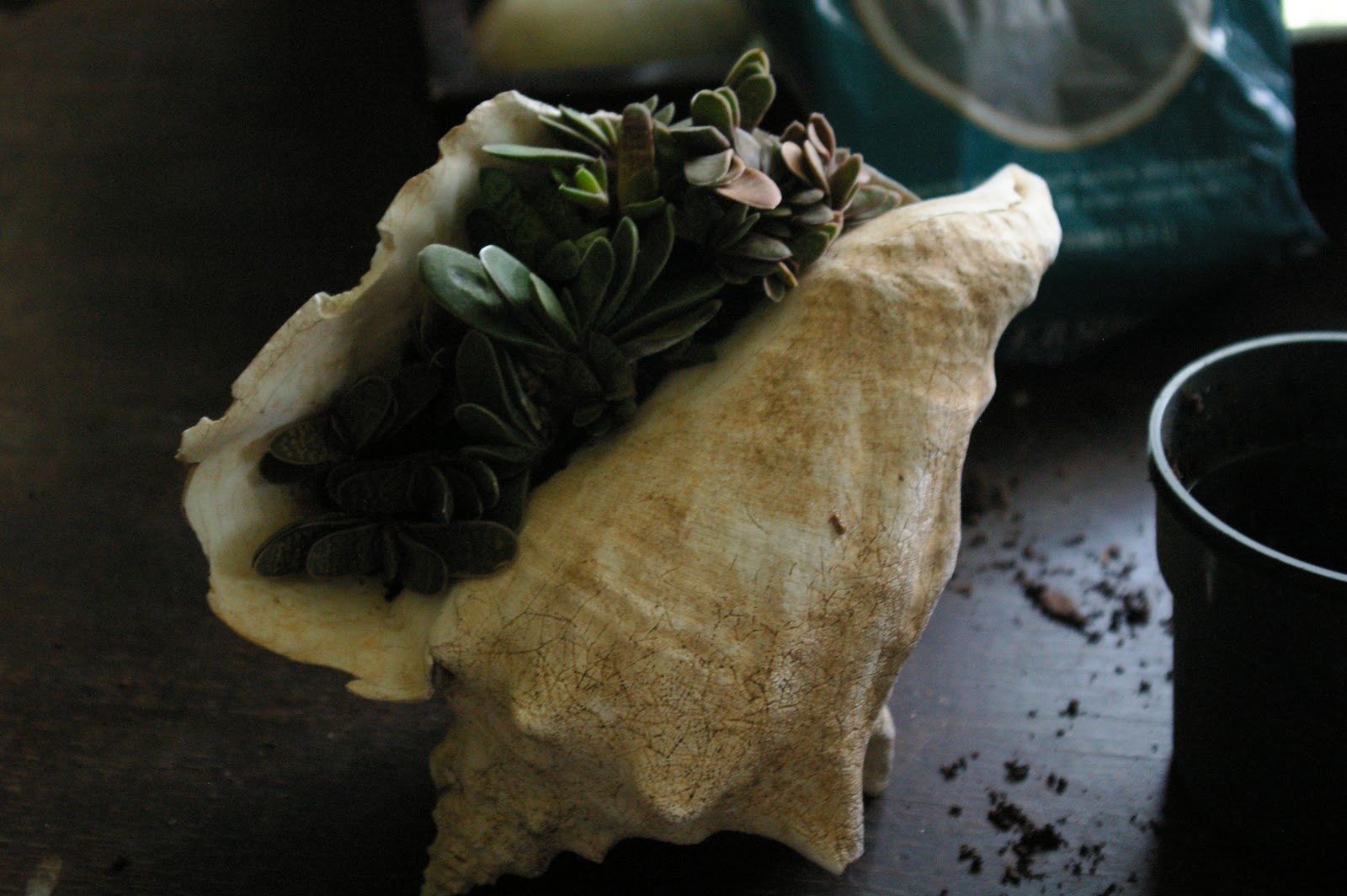 Melodie's Garden Blog