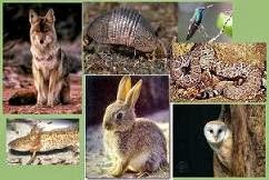 Blog de Pedro Escobedo, Queretaro: PRINCIPALES ECOSISTEMAS