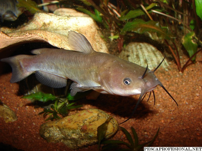Aparece y capturan en el río Yaque del Sur el Pez Gato