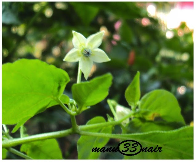 papanasini: KANTHARI MULAKU (Capsicum frutescences)