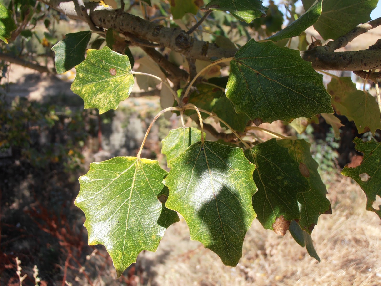 Entre plantas y bichos: Populus alba (Alamo blanco, chopo blanco)