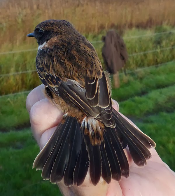 The Barley Birder: Bearded Parrotbill...Reedling or Tit.....Ringing at ...