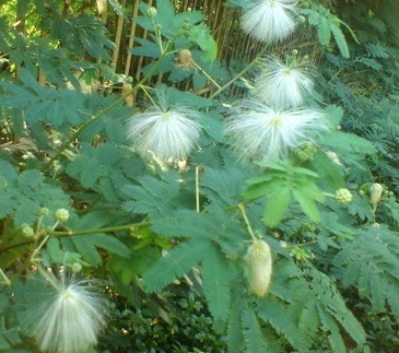 BUDIDAYA LEBAH MADU: Produksi madu kaliandra (Calliandra callothyrsus)