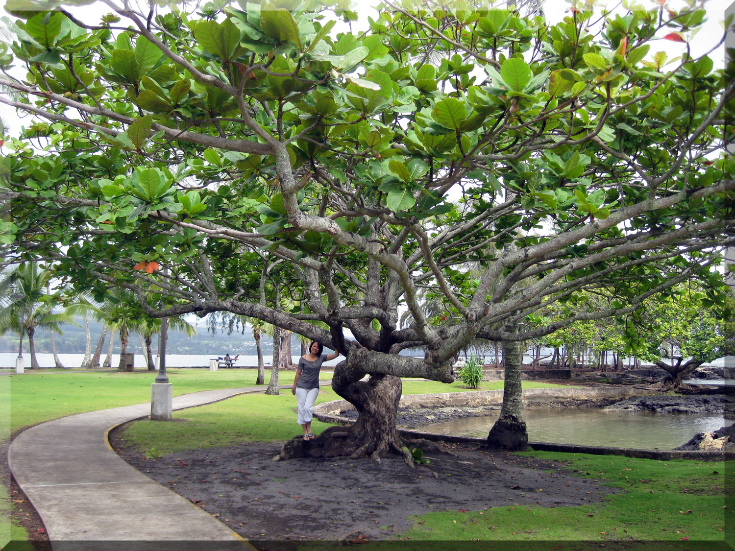 Kawaii Pictures: TREES