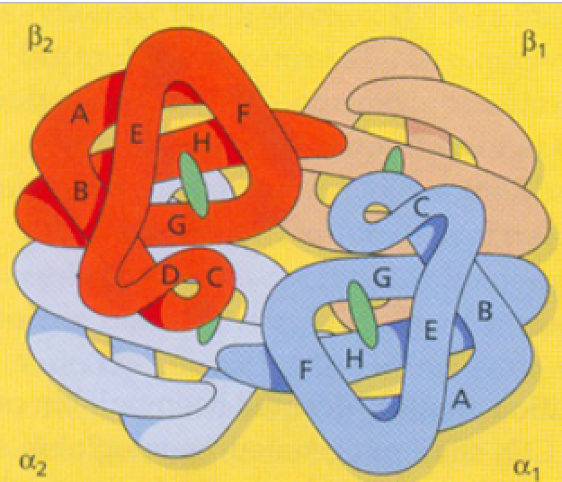 Doença de Crohn: novas perspectivas: Variantes de Hemoglobinas