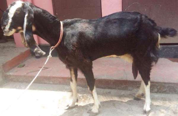 Goat Farming: Kota Goat Farming Information
