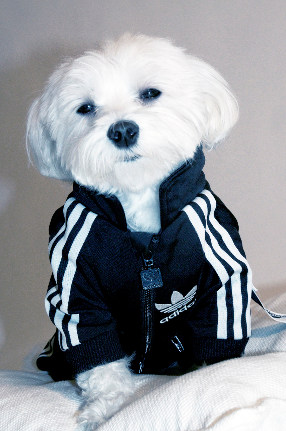 Kultura Podwórka: Adidas - Luxirare "dres dla psa"