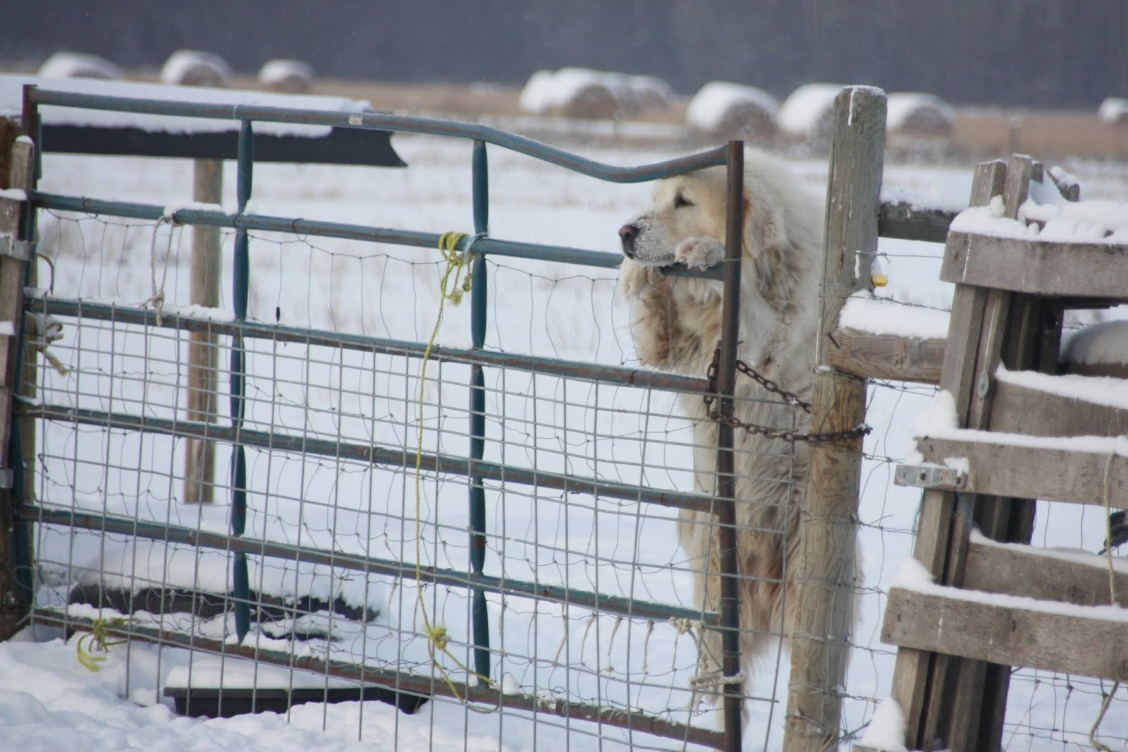 Predator Friendly Ranching : Fence training for your LGD